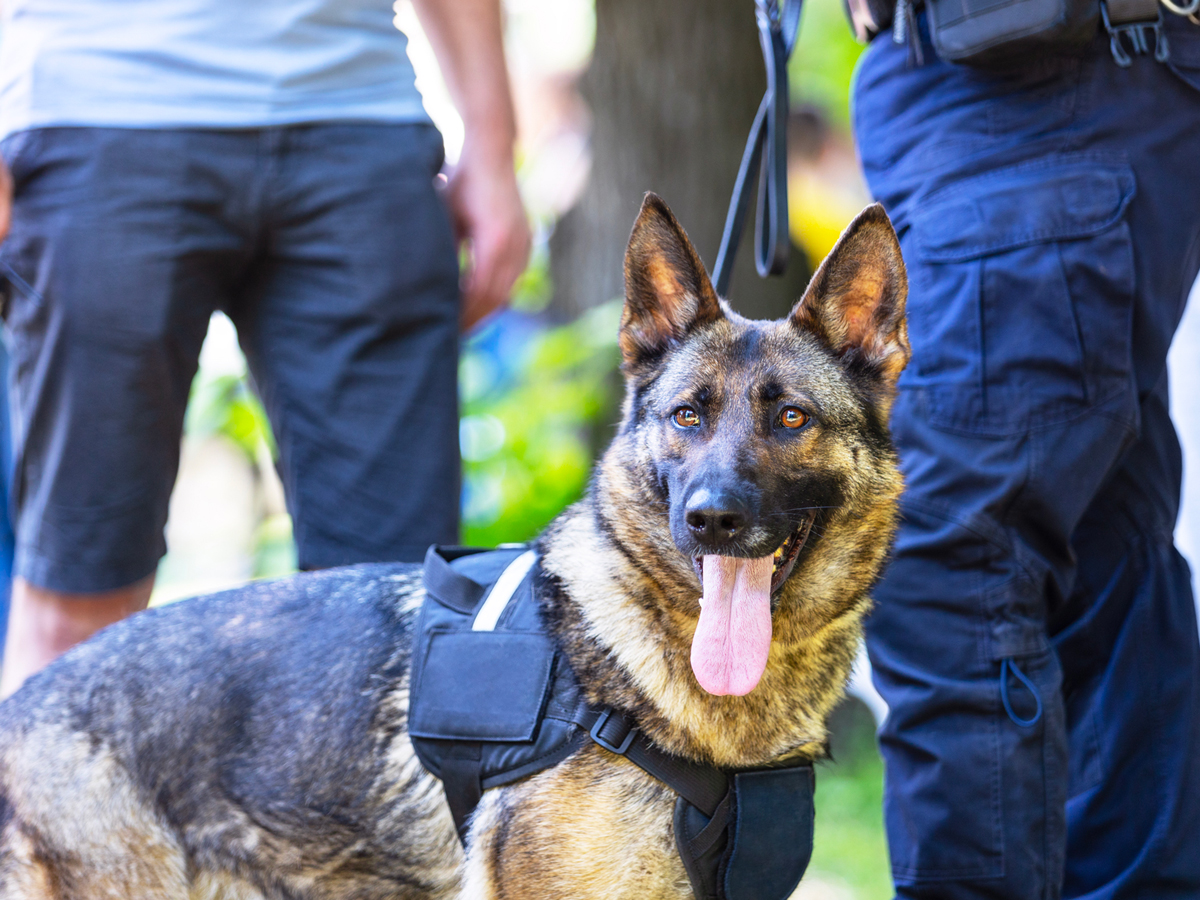 Agent de Sécurité Cynophile - Octogone Sécurité Prévention